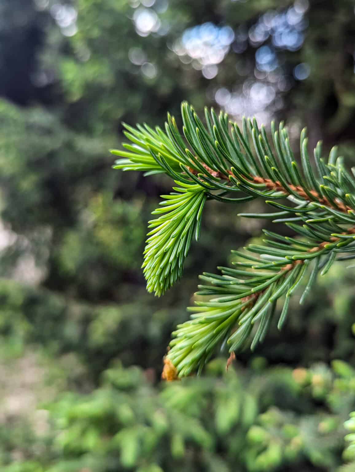 Spruce Tip Old Fashioned | Peak to Plate